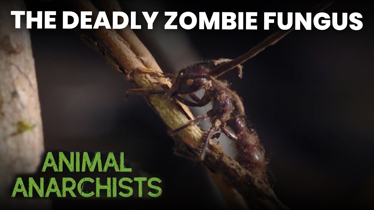 The Deadly Zombie Fungus | Animal Anarchists (S1E20) | FULL EPISODE ...