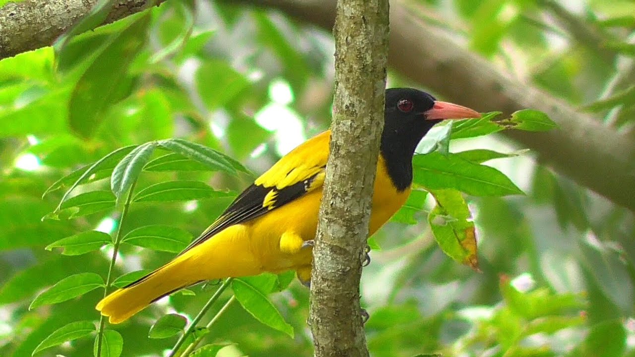 Yellow Bird catching & eating Insect from tree / Yellow Bird / হলুদ ...