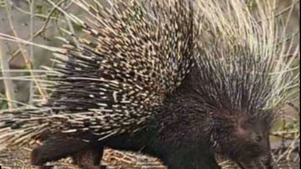 NUNGUNUNGU NI KINGA HATARI YA WACHAWI NA MASHETWANI 0758993939 - YouTube