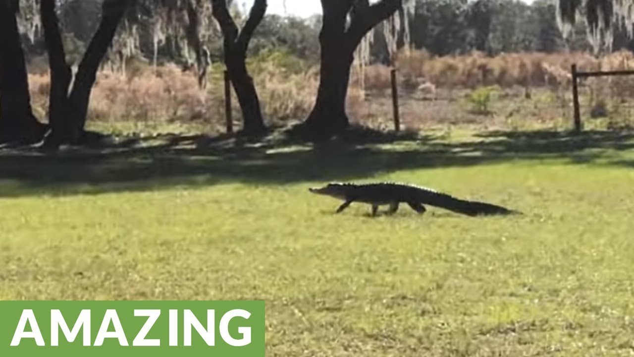 Unexpected alligator strolls across Florida yard into pond - YouTube