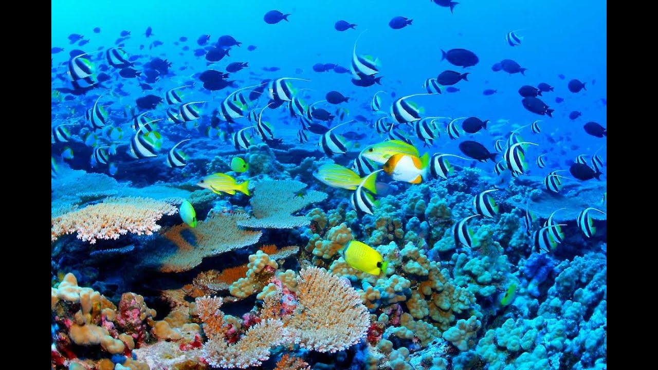 Pisces (Peshqit) - YouTube