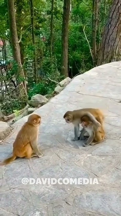 la pelea más épica de los monos 🤣🤣🤣#shorts #mono - YouTube