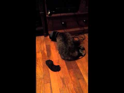 Funny cay video!!