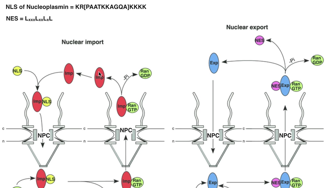 The Nuclear Pore Complex: Nuclear Import, Export, & RAN - YouTube