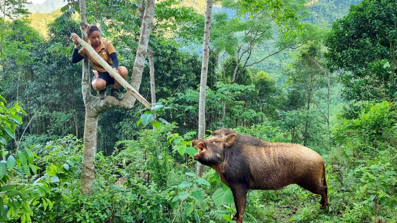 Survive alone, ambush wild boar, tame wild boar, Discovering a herd of ...