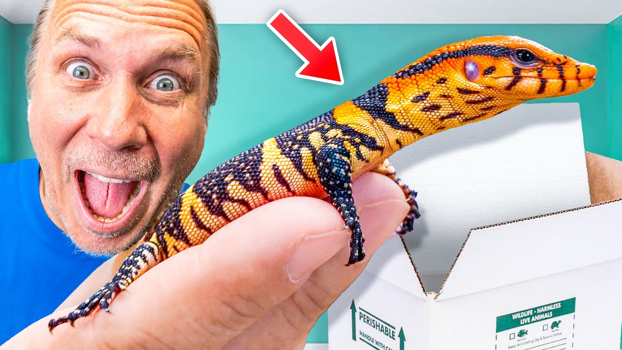 Unboxing An Amazing New Rare Reptile! - YouTube