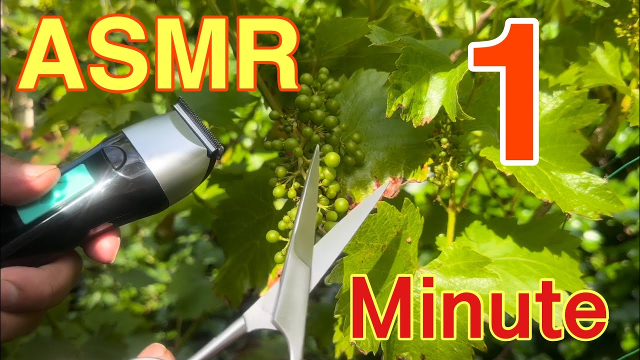 💈grapes 🍇 ️ ASMR 💇‍♂️| asmr sounds | barbershop role play | 1 minute ...
