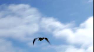 bird flying under blue sky with white clouds