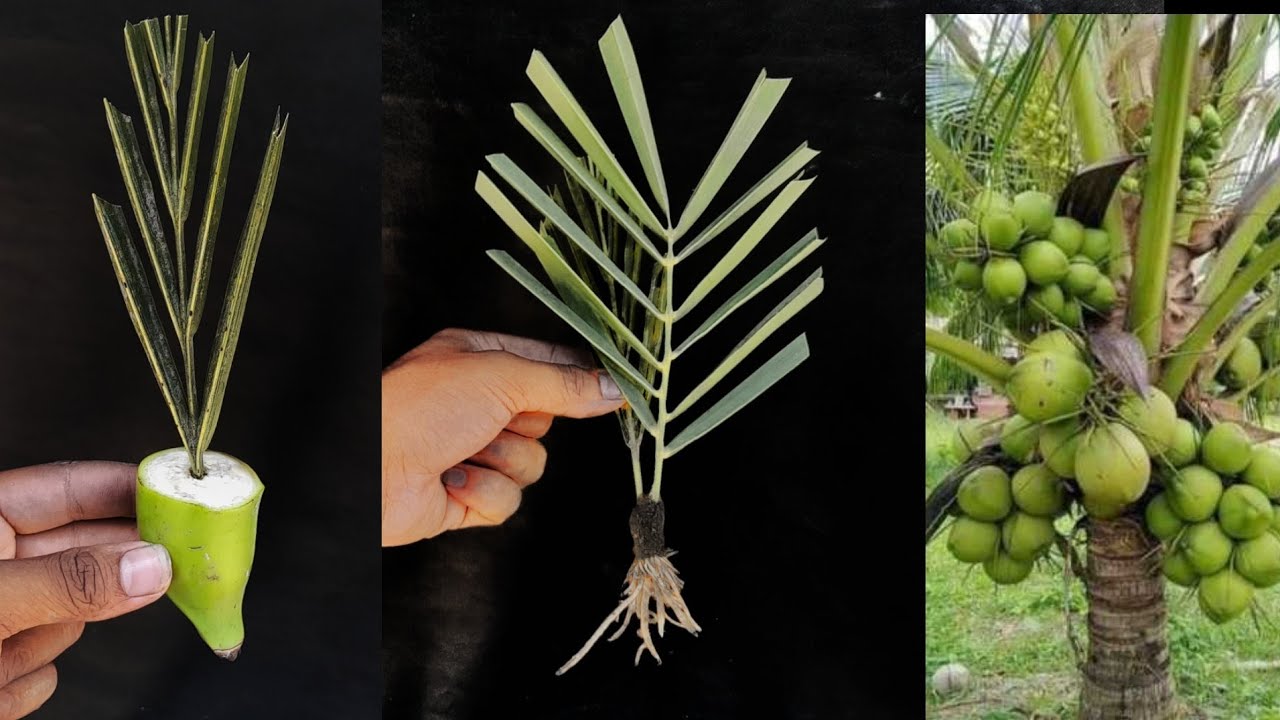 creative method grow coconut tree from coconut branch || trees made ...