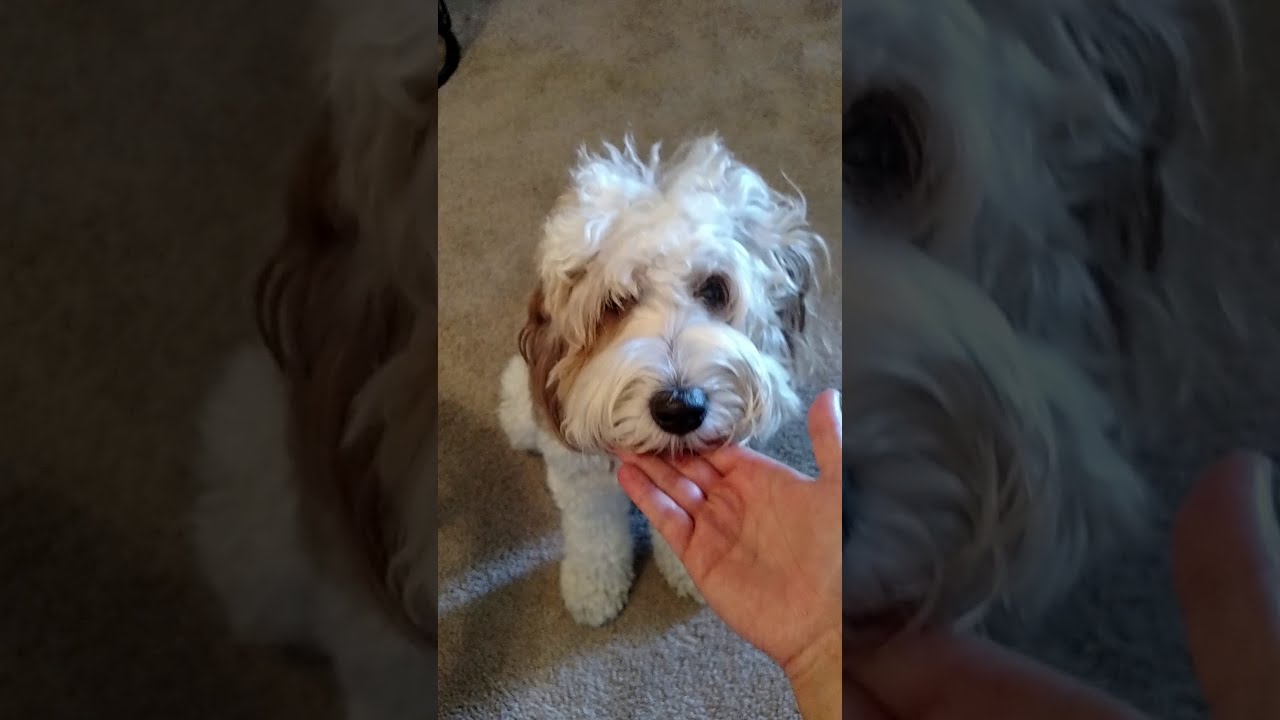 Smart Labradoodle (tricks) - YouTube