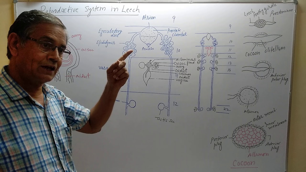 Reproductive system of Hirudinaria/Leech /Jonk - YouTube