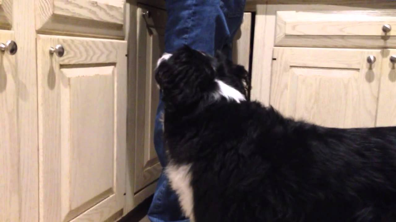 Ferocious Dog Attack - YouTube
