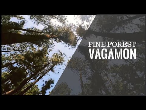 #vagamon #kerala#vagamonfloriculture#sholainterpretationcentre#pinevalley#pineforest - YouTube