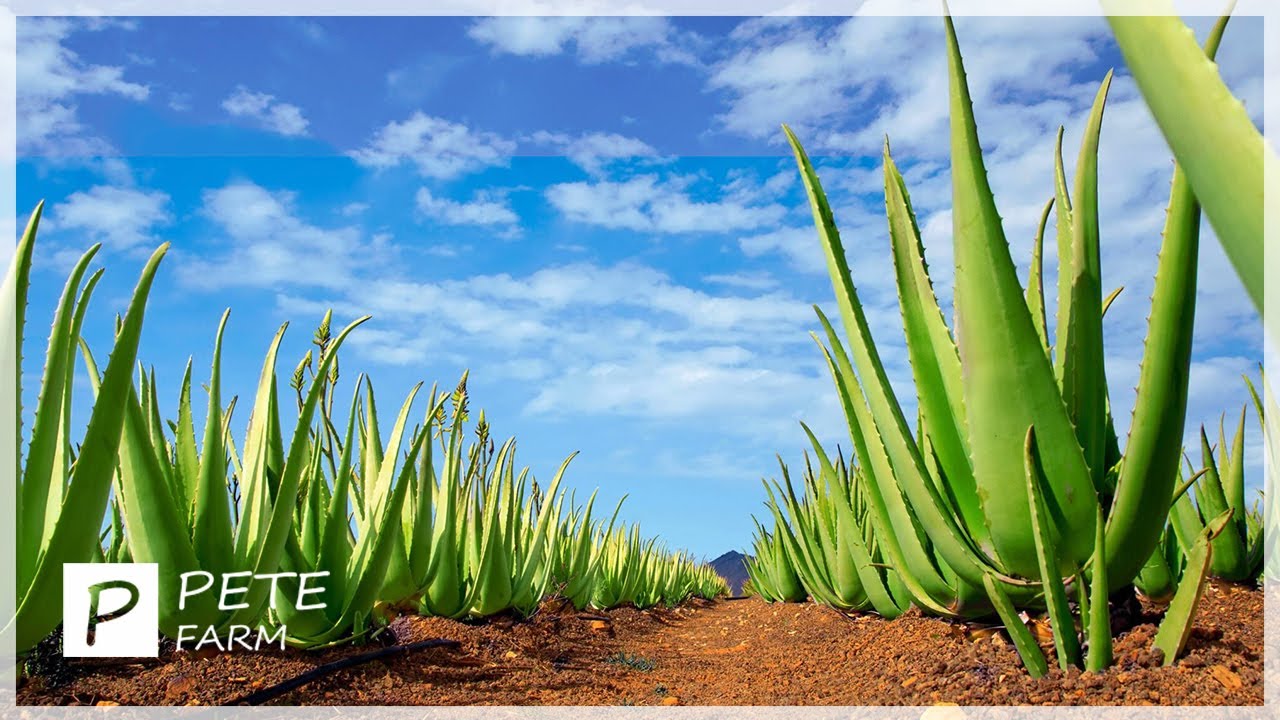 Modern Aloe Vera Farming and Harvesting - Processing 8.4 Tons Of Aloe ...