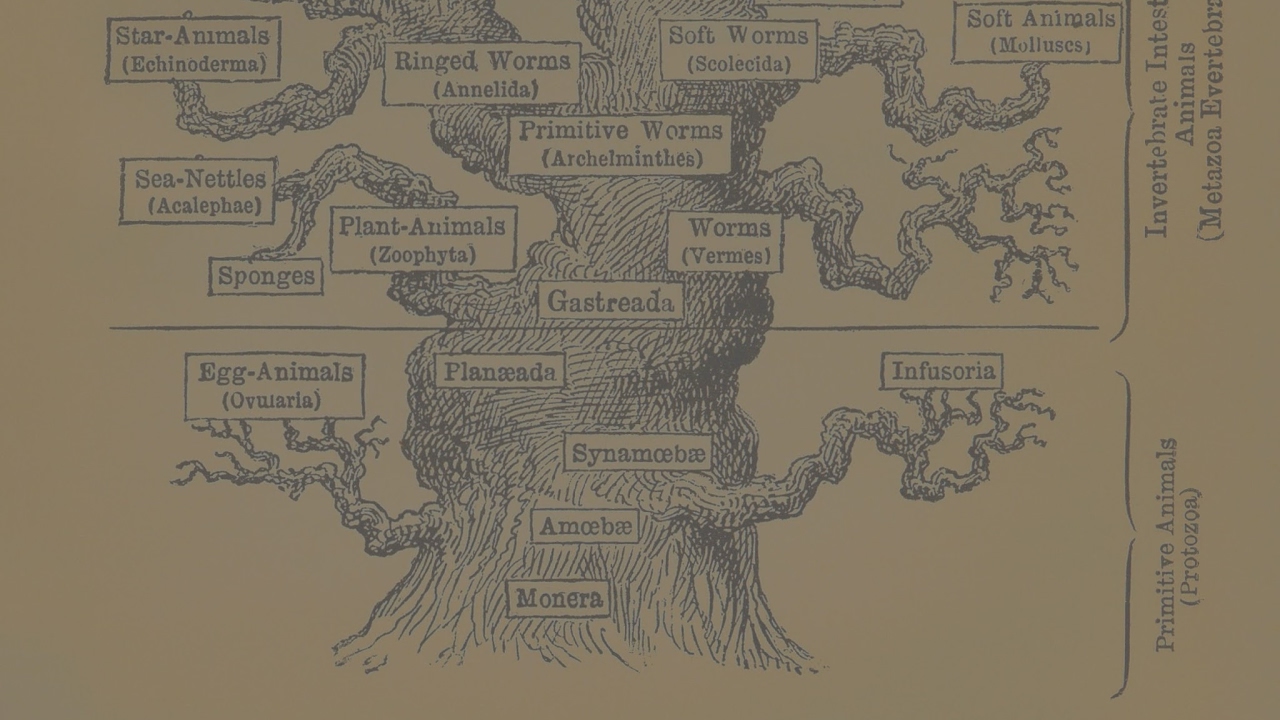 Phyloseminar #66: Ford Doolittle (Dalhousie) - YouTube