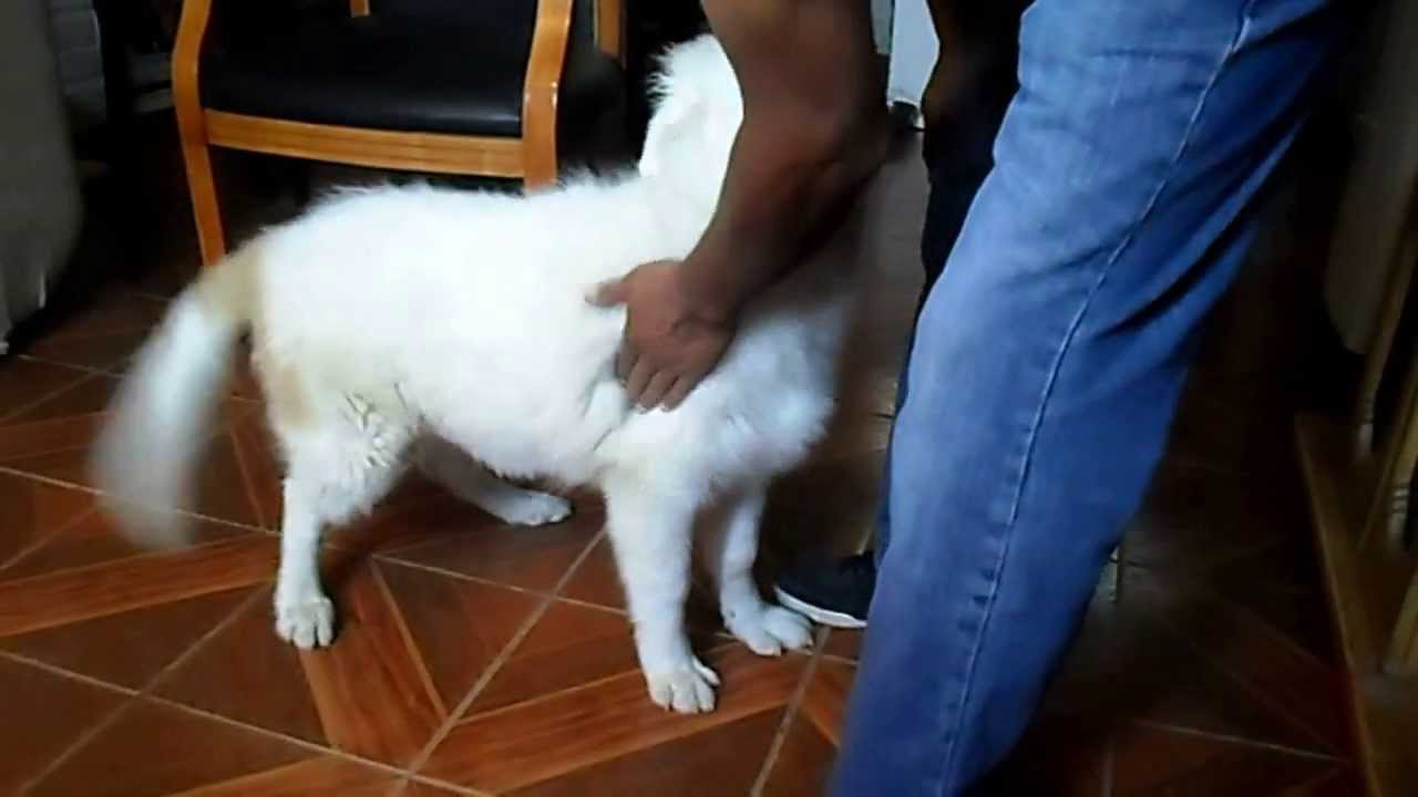 CACHORRO COLLIE ALBINO - YouTube