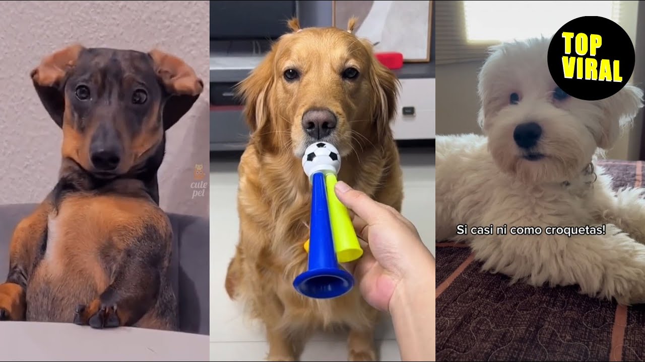 LOS MEJORES VIDEOS DE PERROS #2 - YouTube