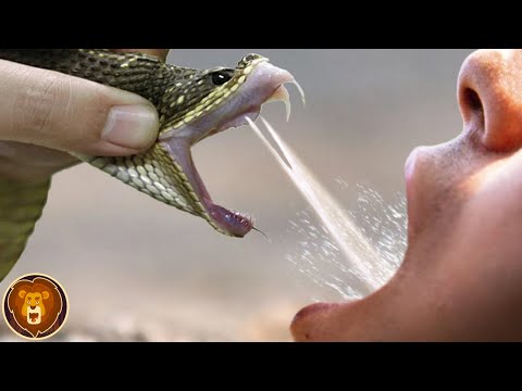 Warum können Menschen Schlangengift trinken und trotzdem überleben