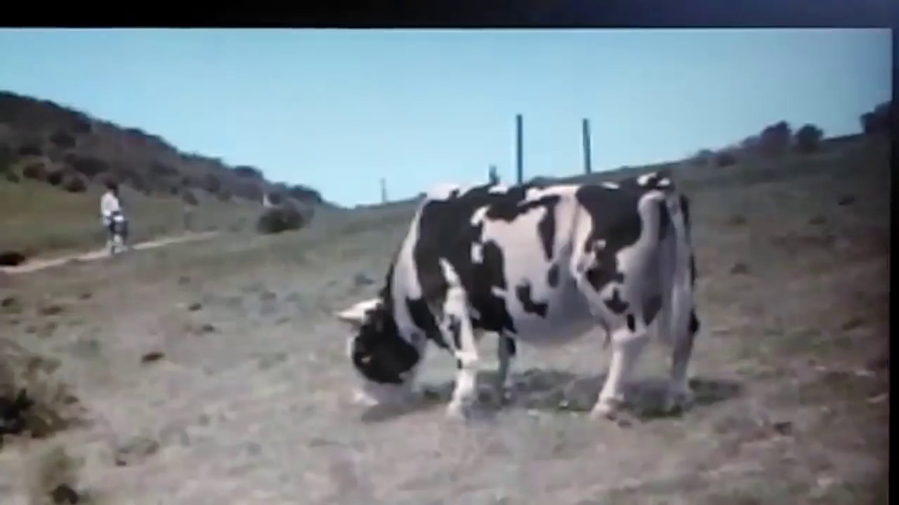 Man vs cow amasing fight - YouTube