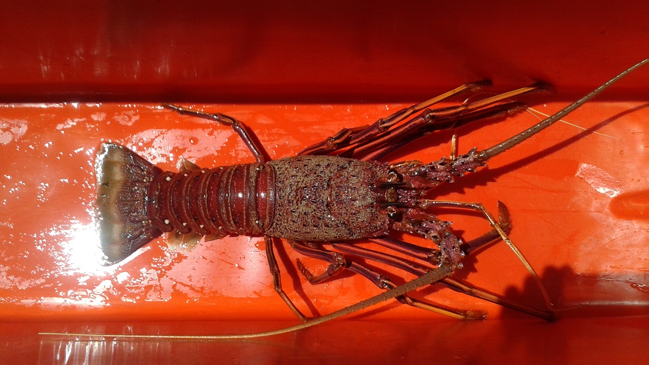 Epic Western Australian Rock Lobster Caught from the Indian Ocean - YouTube