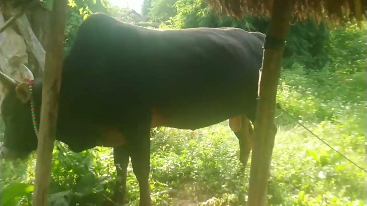 kv ob tug me nyuam qaib nab ob nawb 17/10/023 - YouTube