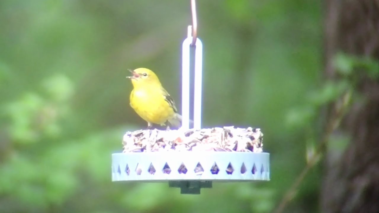No Waste Stacker Bird Feeder - YouTube