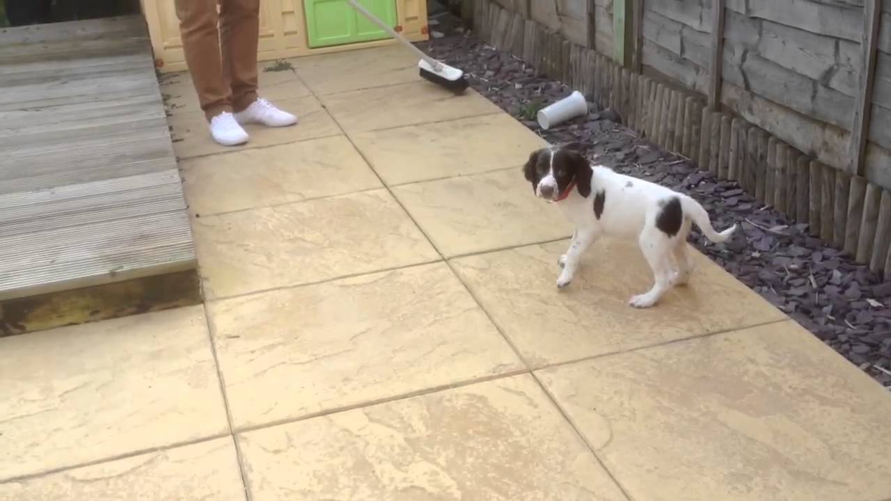 Springer Spaniel Puppy 12 weeks - YouTube