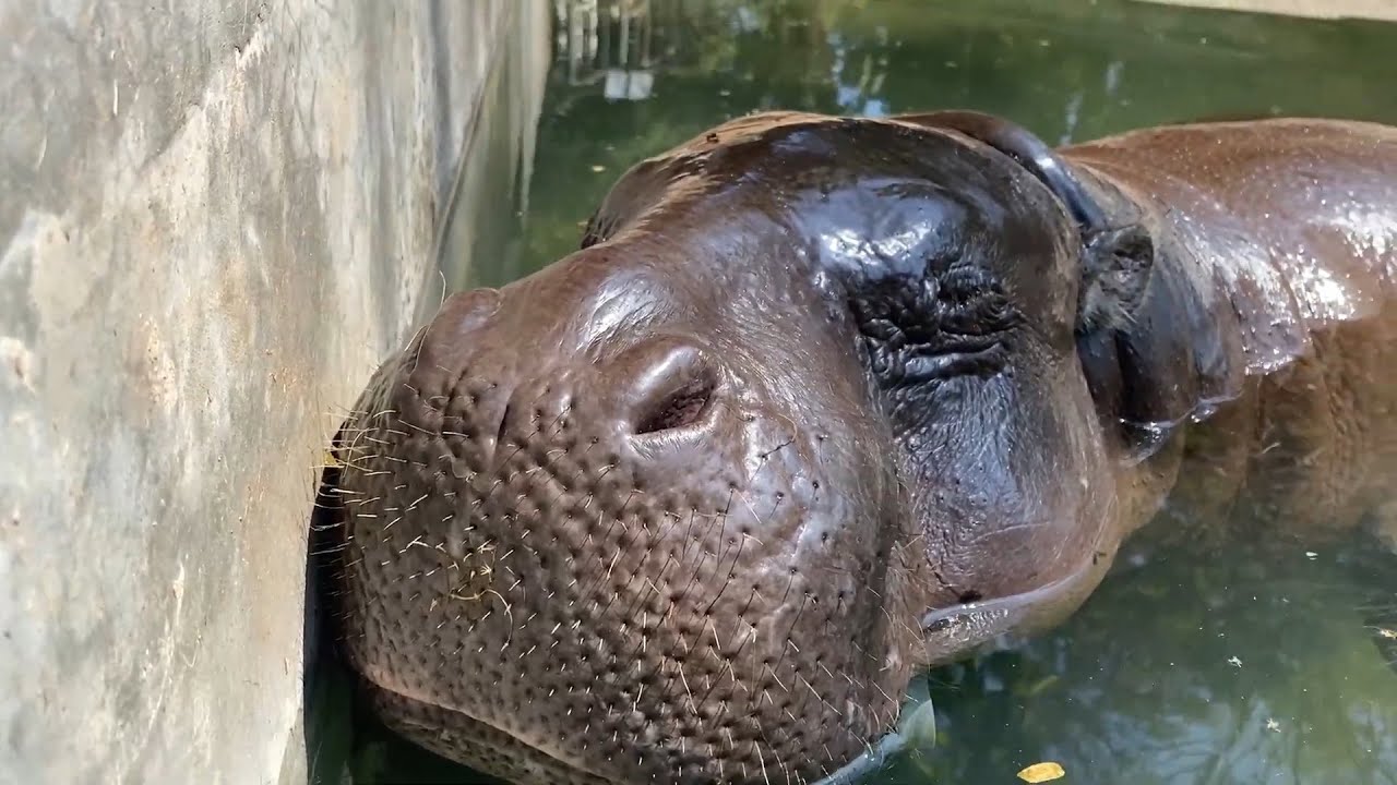 Hippo, Rhino and Camel || Dehiwala Zoo Sri Lanka #dehiwalazoo #wildlife ...