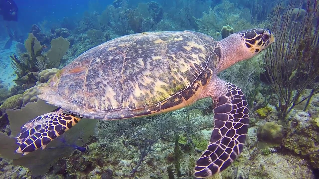 2018 Roatan Dive Vacation CoCo View Resort - YouTube