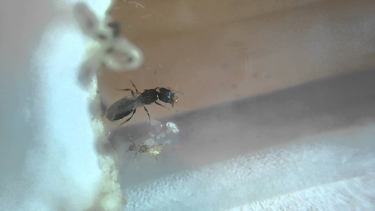 My Pheidole sp. Queen's First Workers! - YouTube