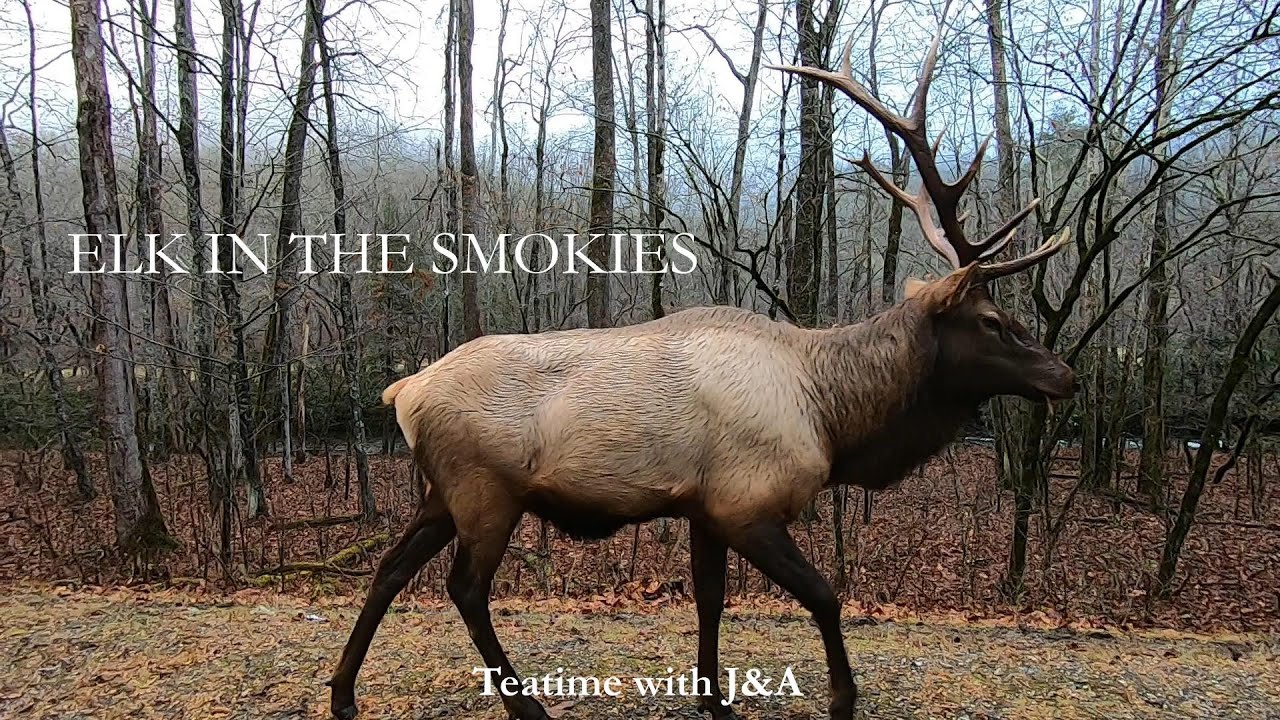 Elk in The Great Smoky Mountains National Park - YouTube