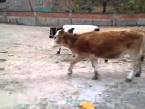 Komik Videolar Öküz Her Yerde Öküz