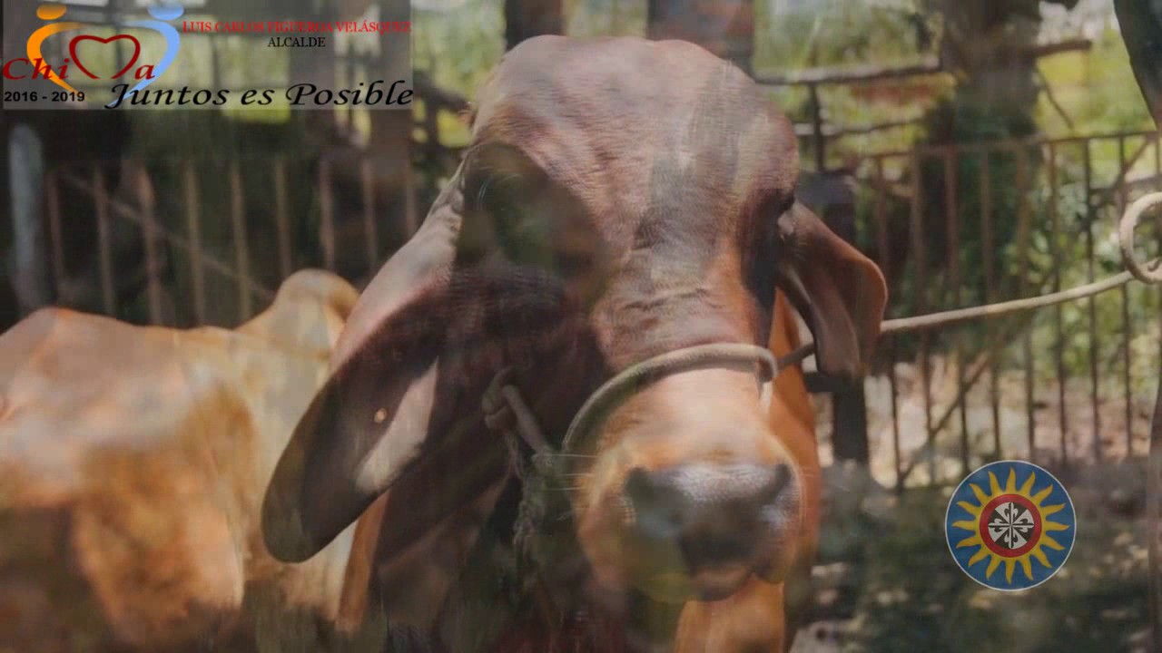 Chima Santander Costumbres y Tradiciones - YouTube
