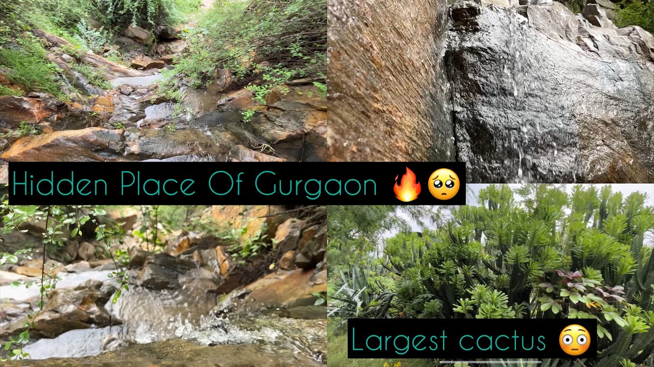 Hidden Waterfall In Gurgaon 🙈 ️ | Largest Cactuses Found 🌵 | #waterfall ...