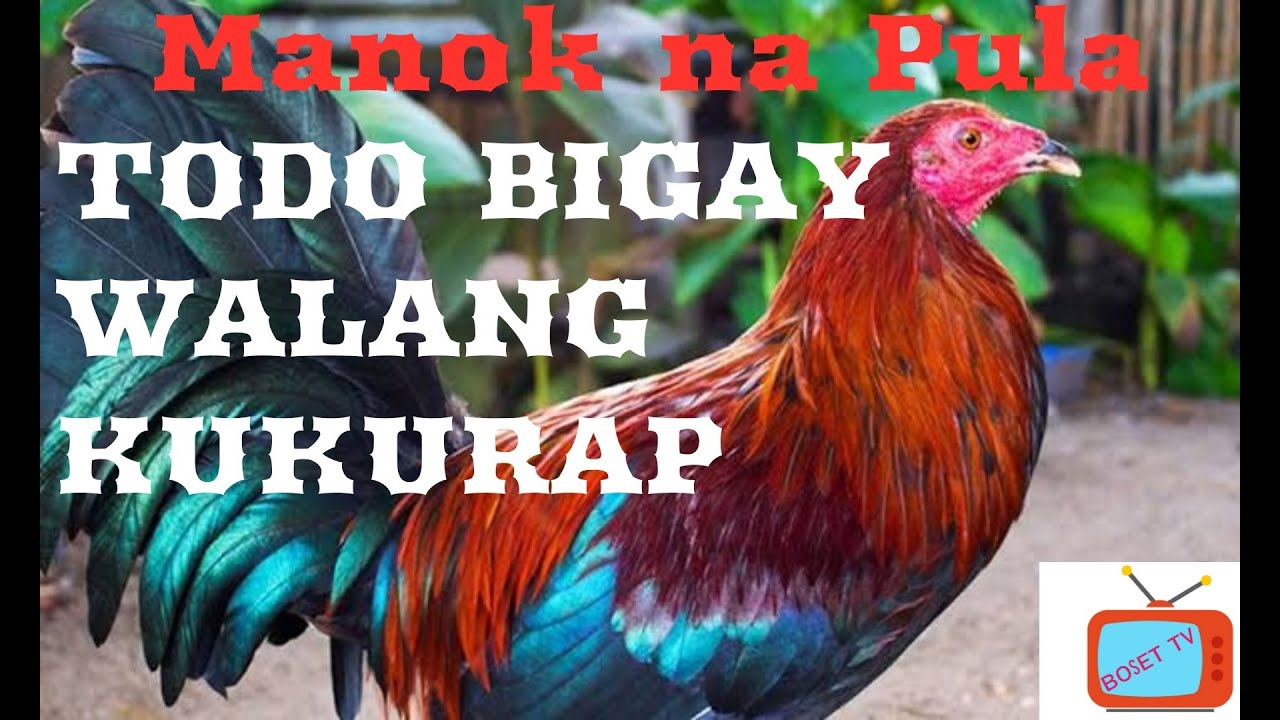 MANOK NA PULA | TULA NG BUHAY - THE JOURNEY | VIRAL | BOSETTV | SPOKEN ...