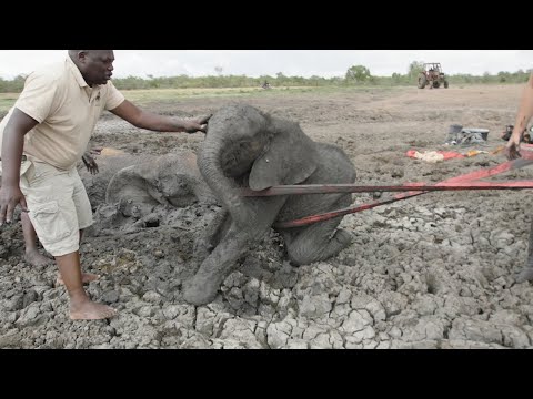 Mother and Calf Rescued from Muddy Tomb | Sheldrick Trust
