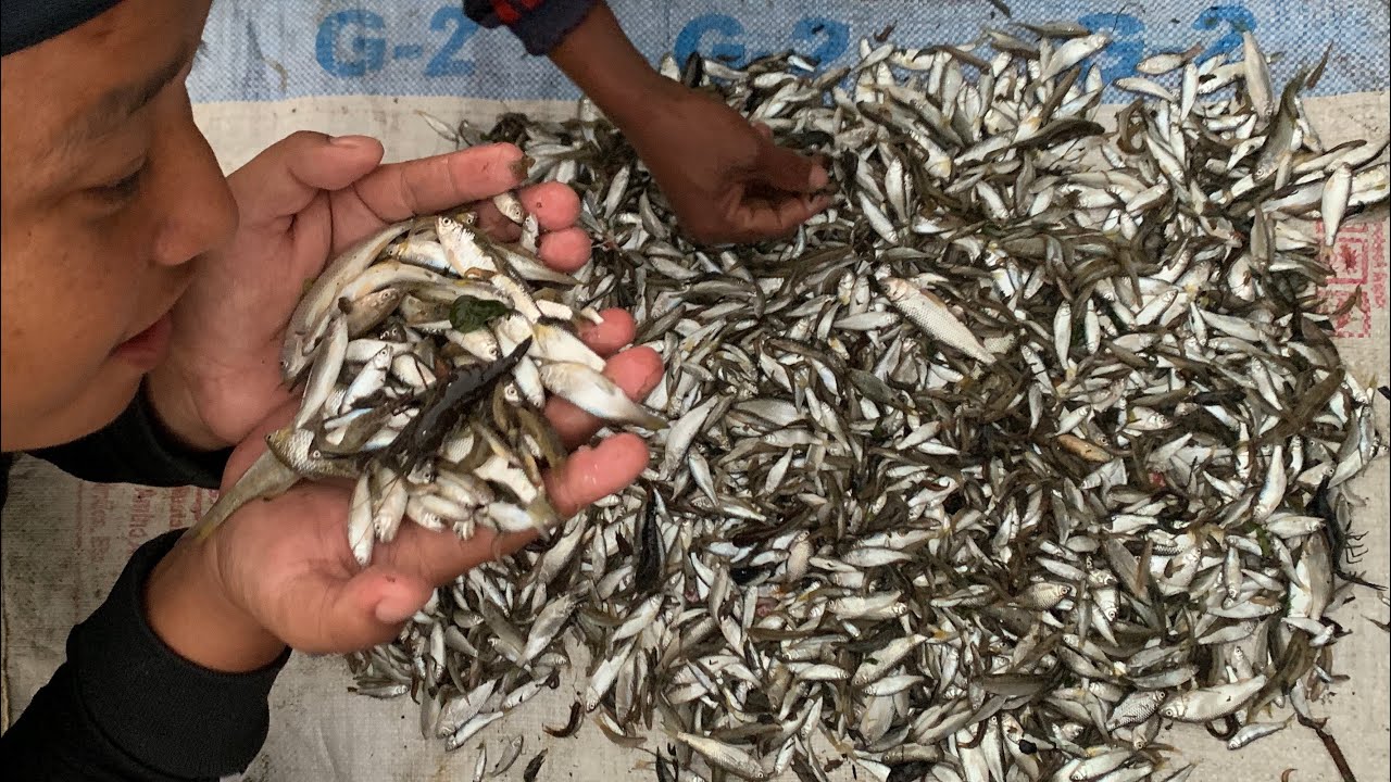 The small salmon fishes in nepal#fishing #fishingandeating - YouTube