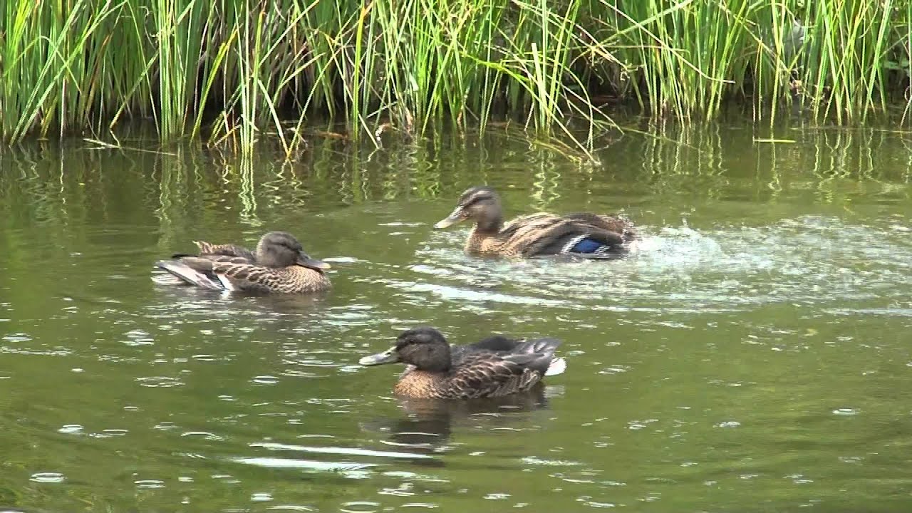 Crazy Ducks !!! - (HD) - YouTube