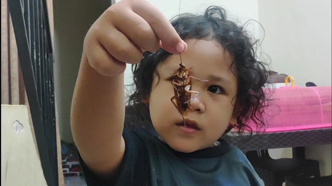 dZiL Menangkap Kecoa - Baby vs Cockroach - YouTube