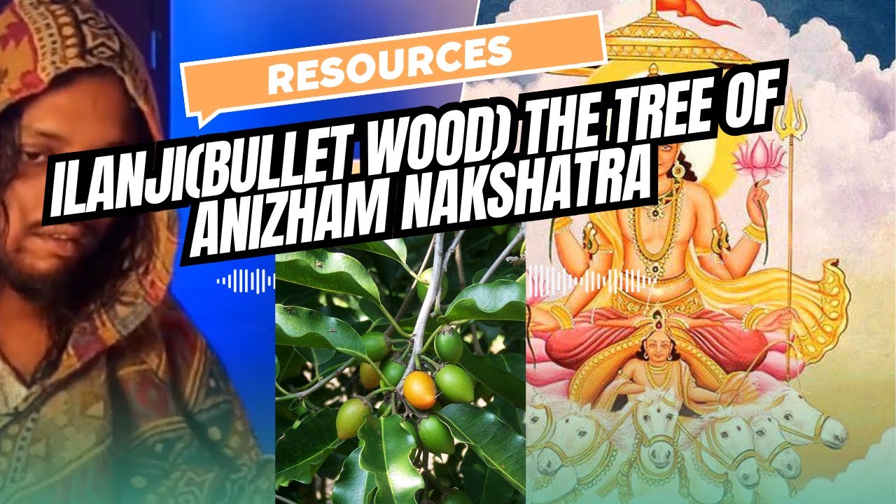 Ilanji(Bullet wood) The tree of anuradha(Anizham) Nakshatra - YouTube