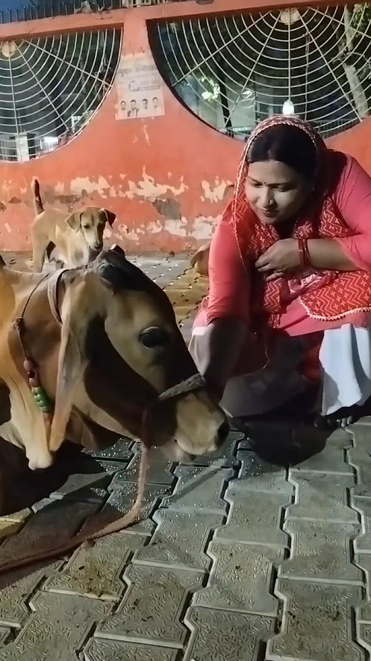 गौ माता Viral Trending गौ माता को अपने हाथों से खिलाया प्रसाद