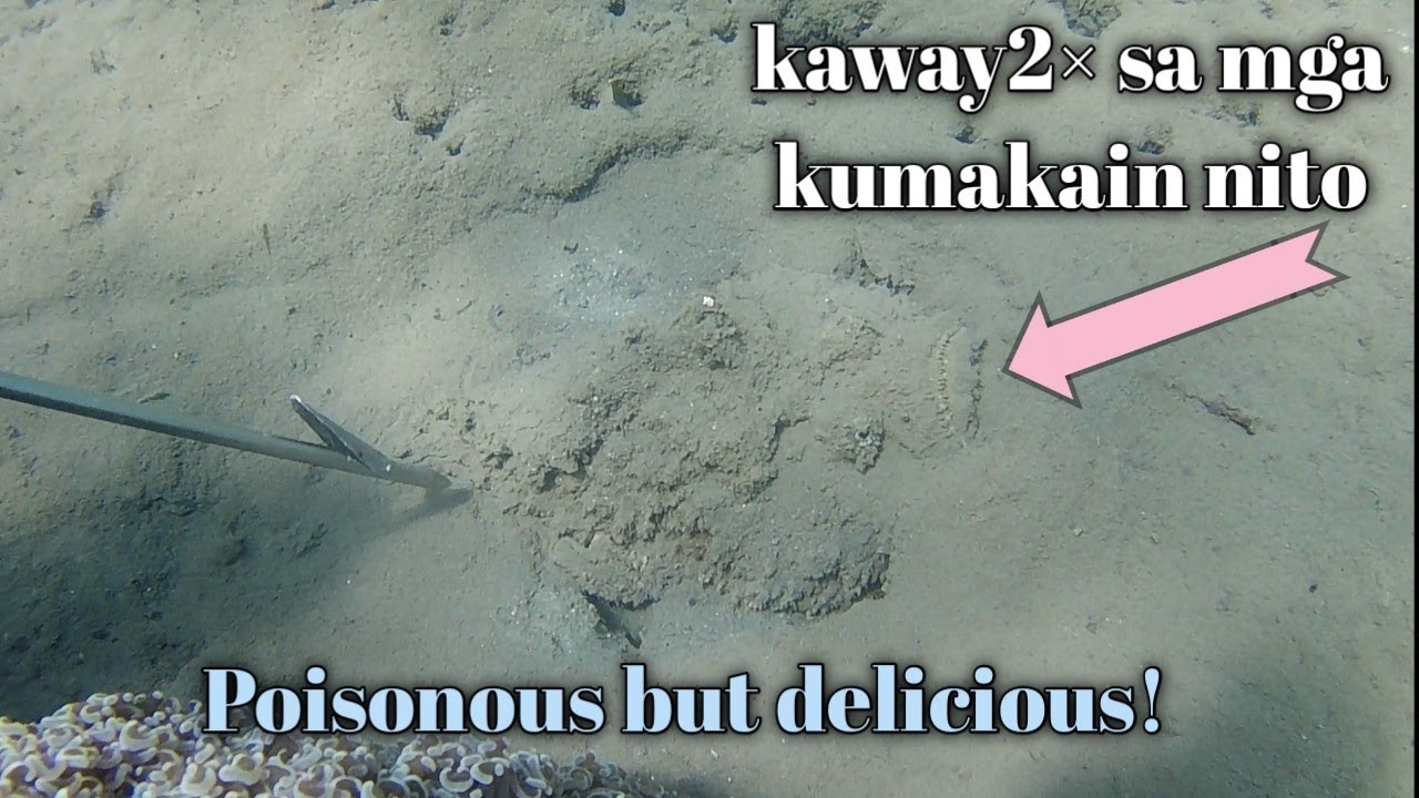 Spearfishing Philippines - Poisonous but delicious - YouTube