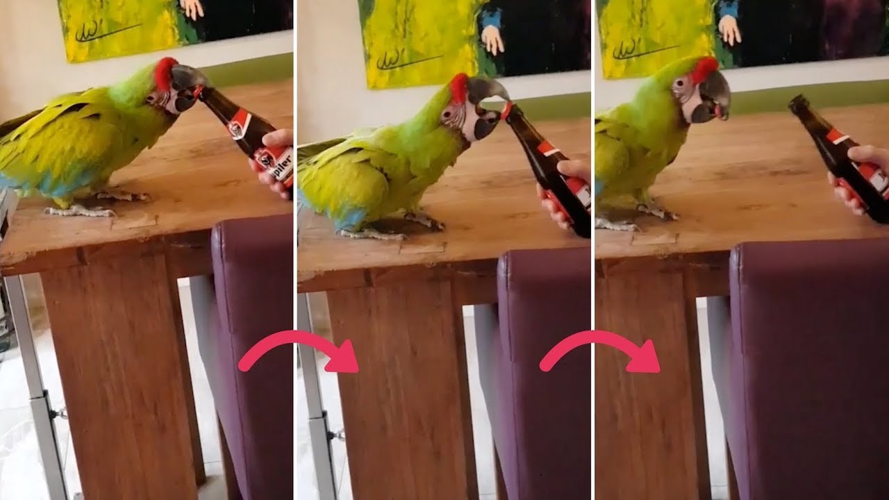 Clever Bird! Parrot Uses Beak To Open Beer Bottle - YouTube