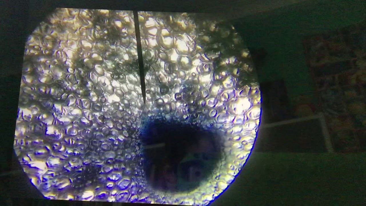 Celery Under A Microscope (with Blue Food Colouring) - YouTube