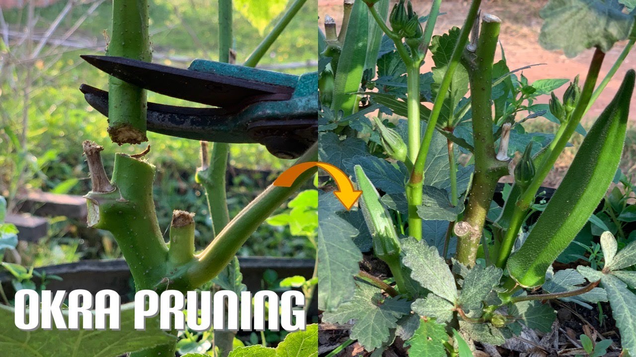 How To PRUNE OKRA from Cutting Produce More Fruit - YouTube