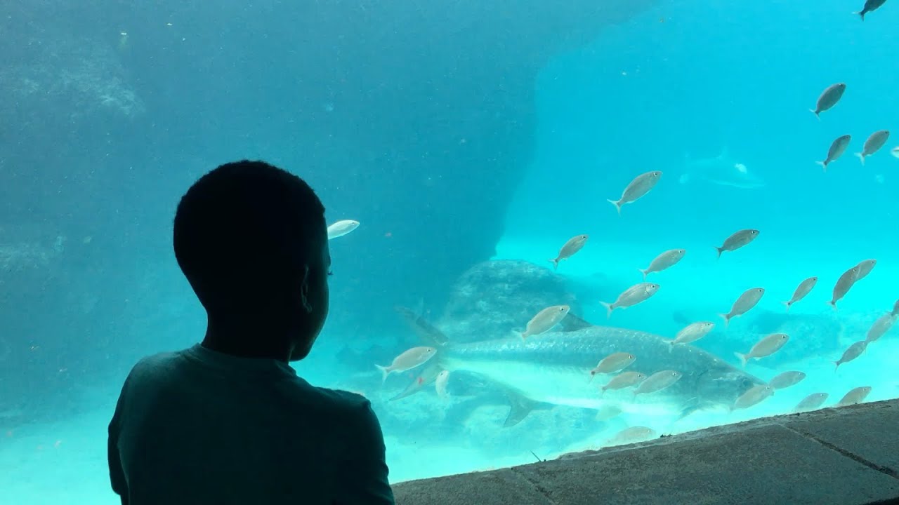 Aquarium at Atlantis, Paradise Island Bahamas - YouTube