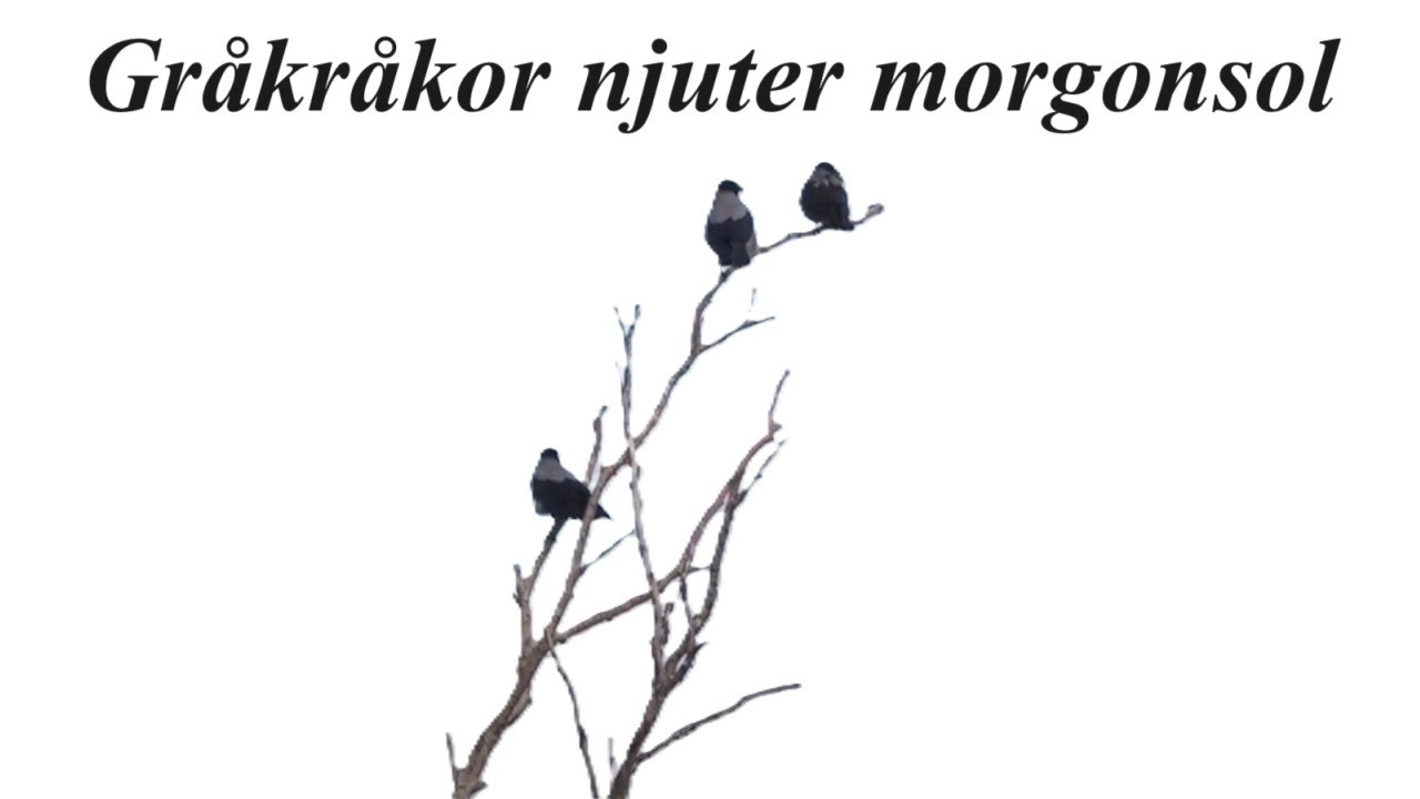 Capturing The Beauty Of Nature: Watch Hooded Crows Bask In The Morning ...