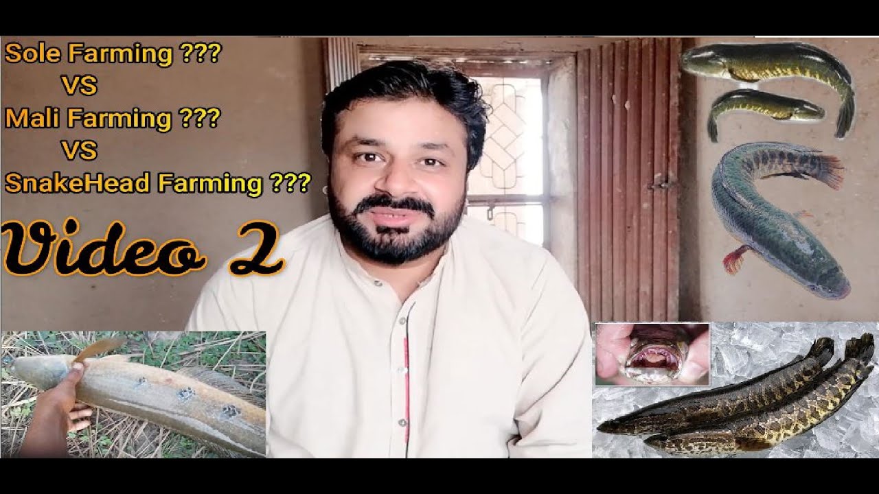 Sole fish VS Mali fish VS Snake-Head Fish Farming|Fish Farming By Haq ...
