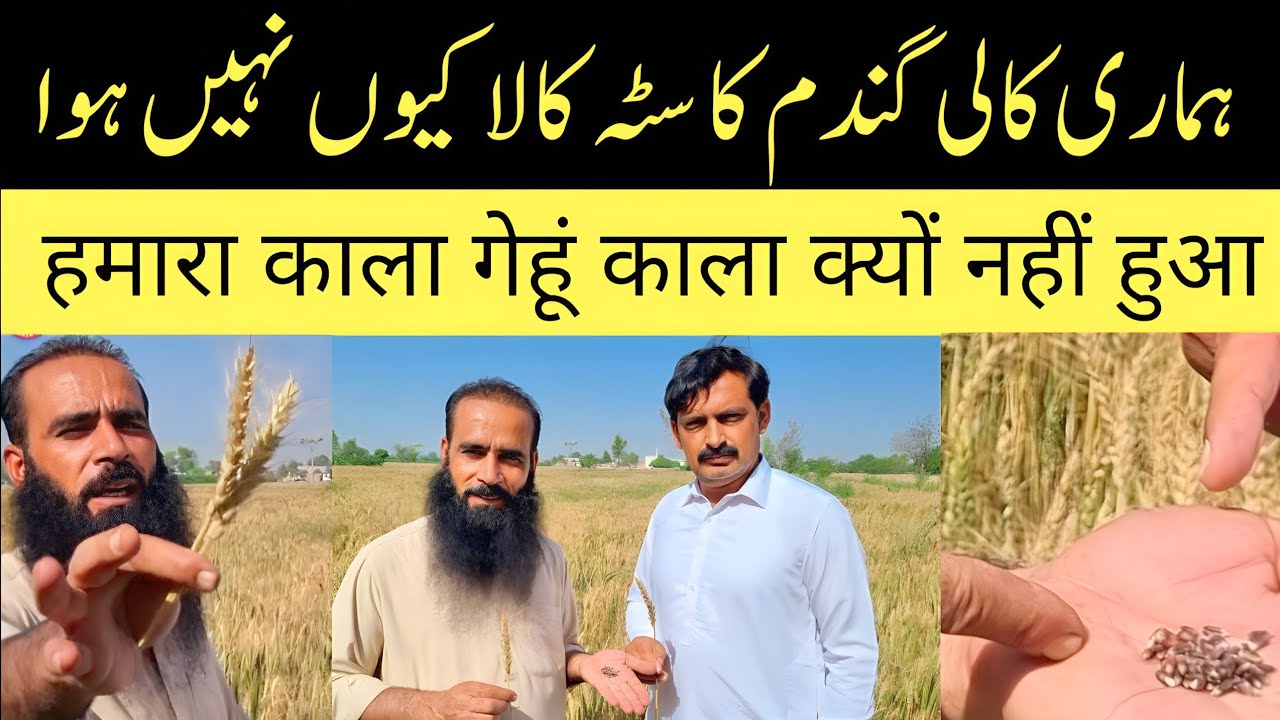 Black Gandum Farming In Pakistan ||@ATCOrganic - YouTube