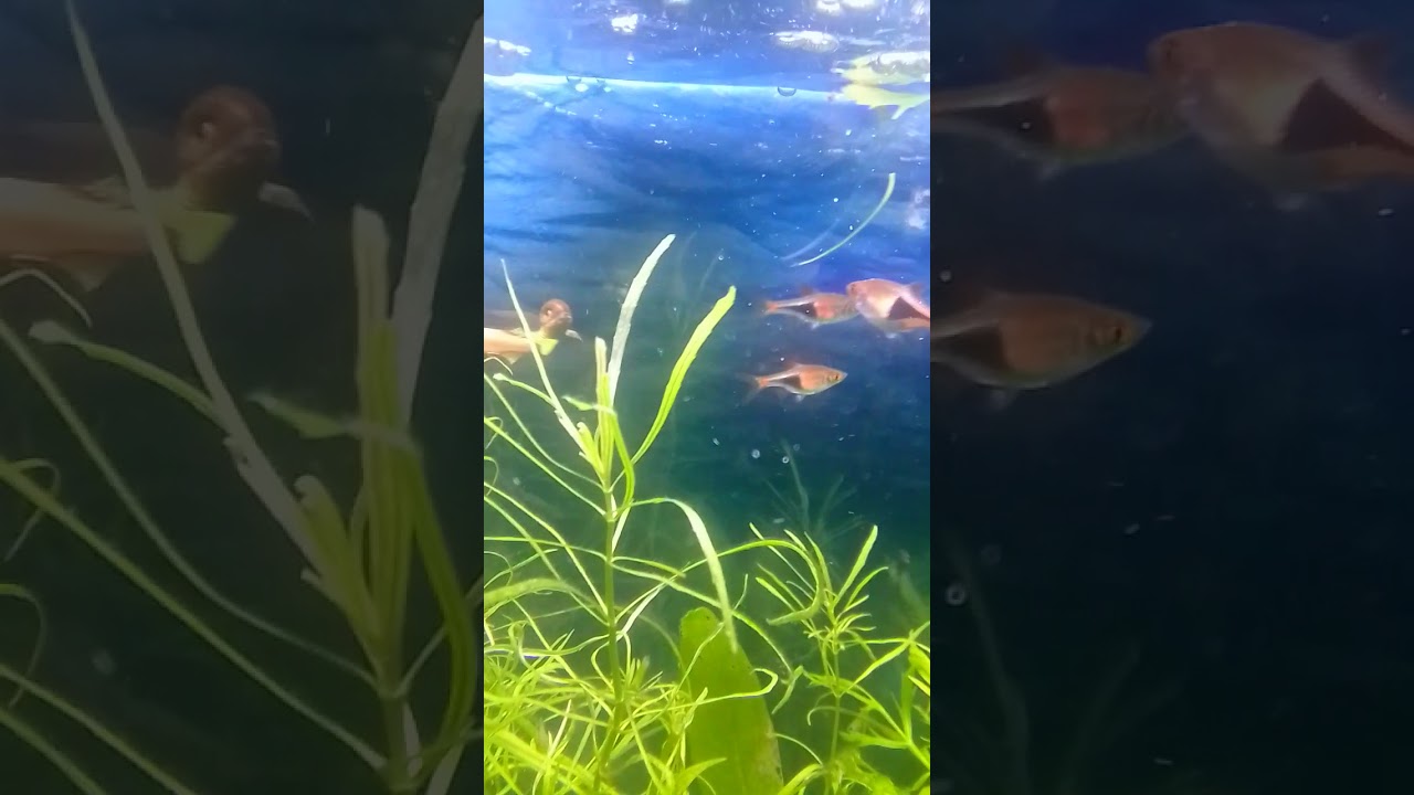 Surfing snail - YouTube